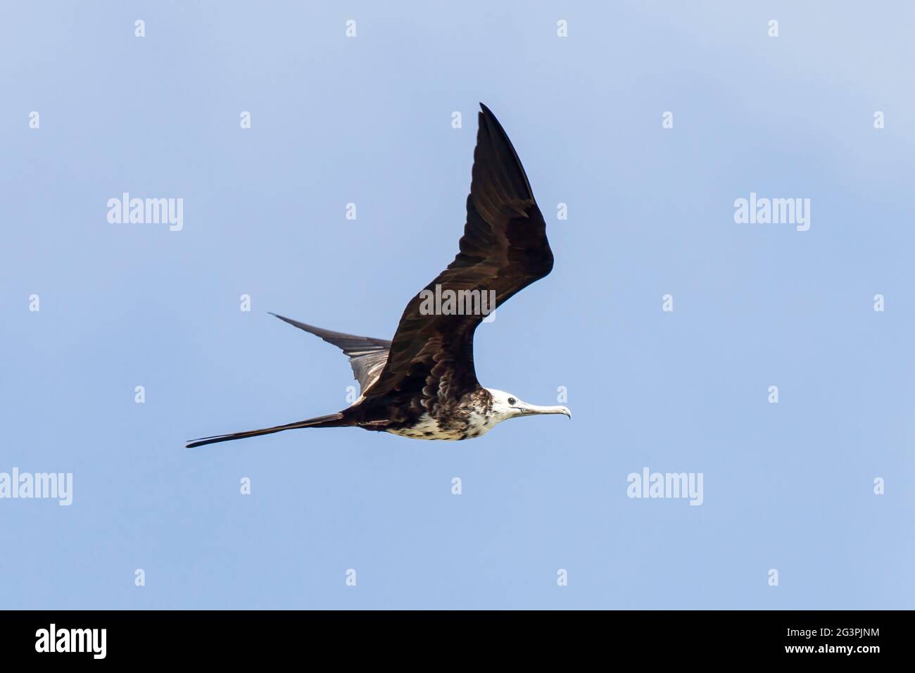 magnificent frigatebird, Fregata magnificens, single bird in flight ...