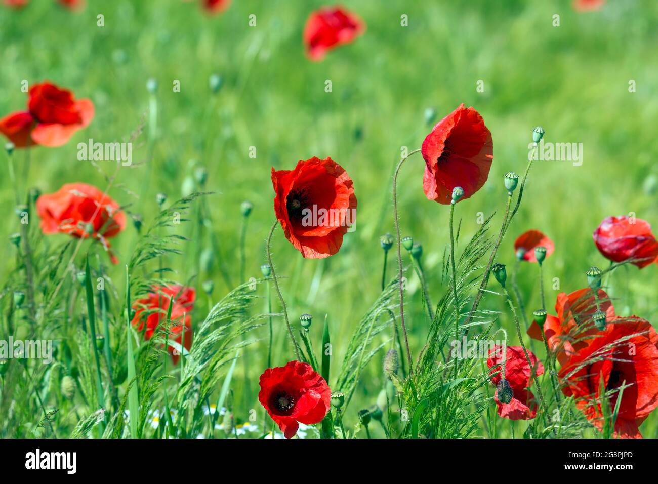 in the meadow - wild poppy flowers - soft focus Stock Photo - Alamy