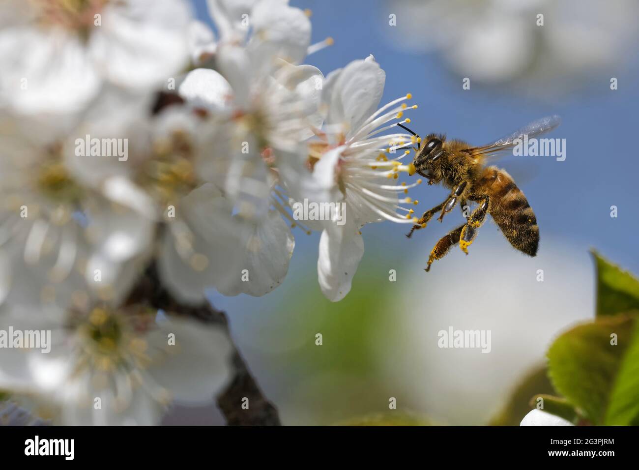 Bee pollinating a flower Stock Photo - Alamy