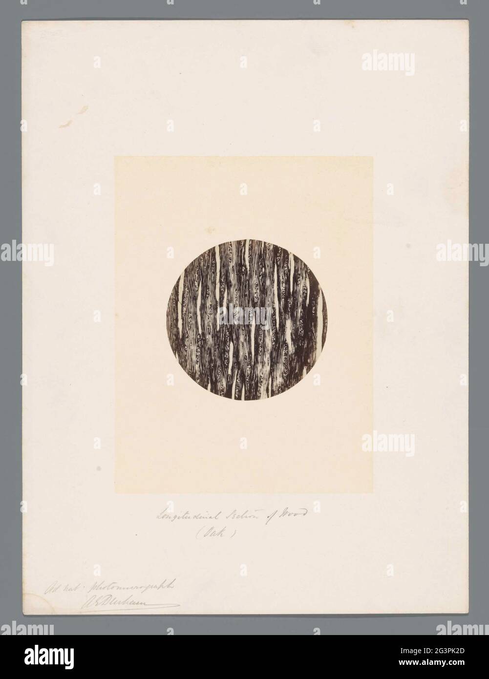 Microscopic recording (micrograph) of cross-section of oak ...