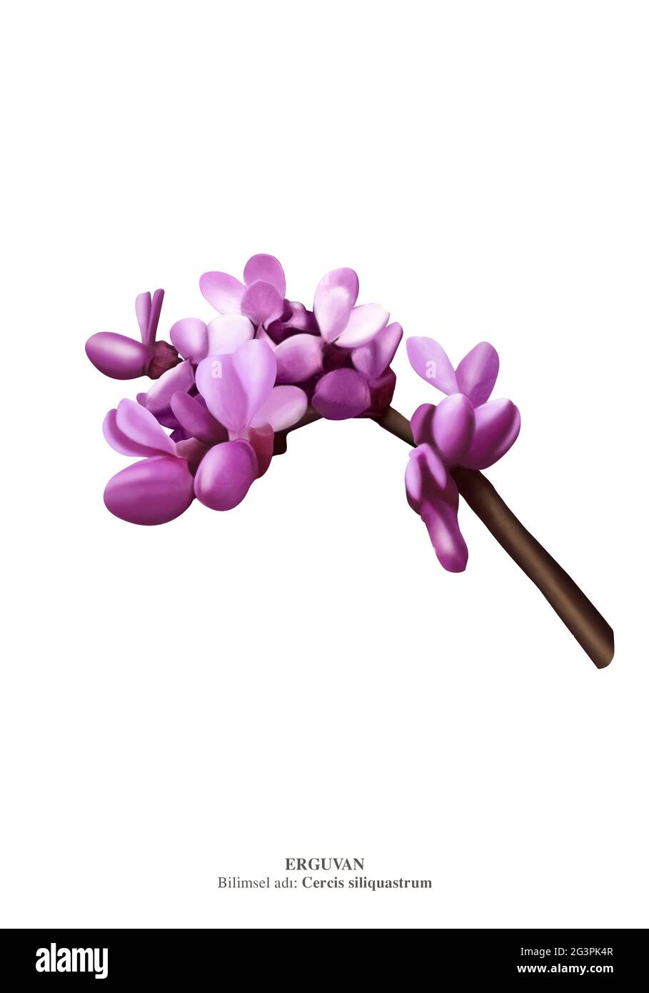 Cercis siliquastrum, commonly known as the Judas tree or Judas-tree,is ...