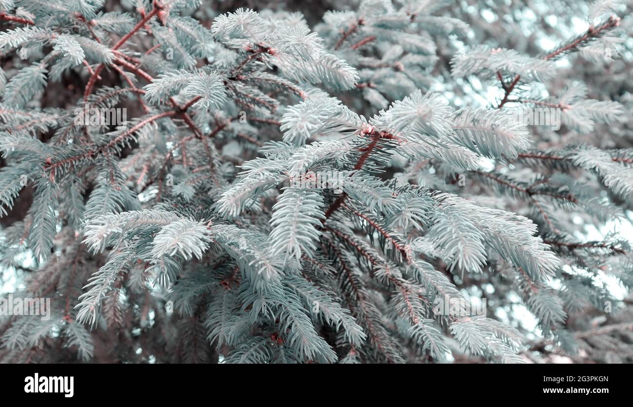 Beautiful pine forest texture. Pines tree in grove. Natural landscape ...