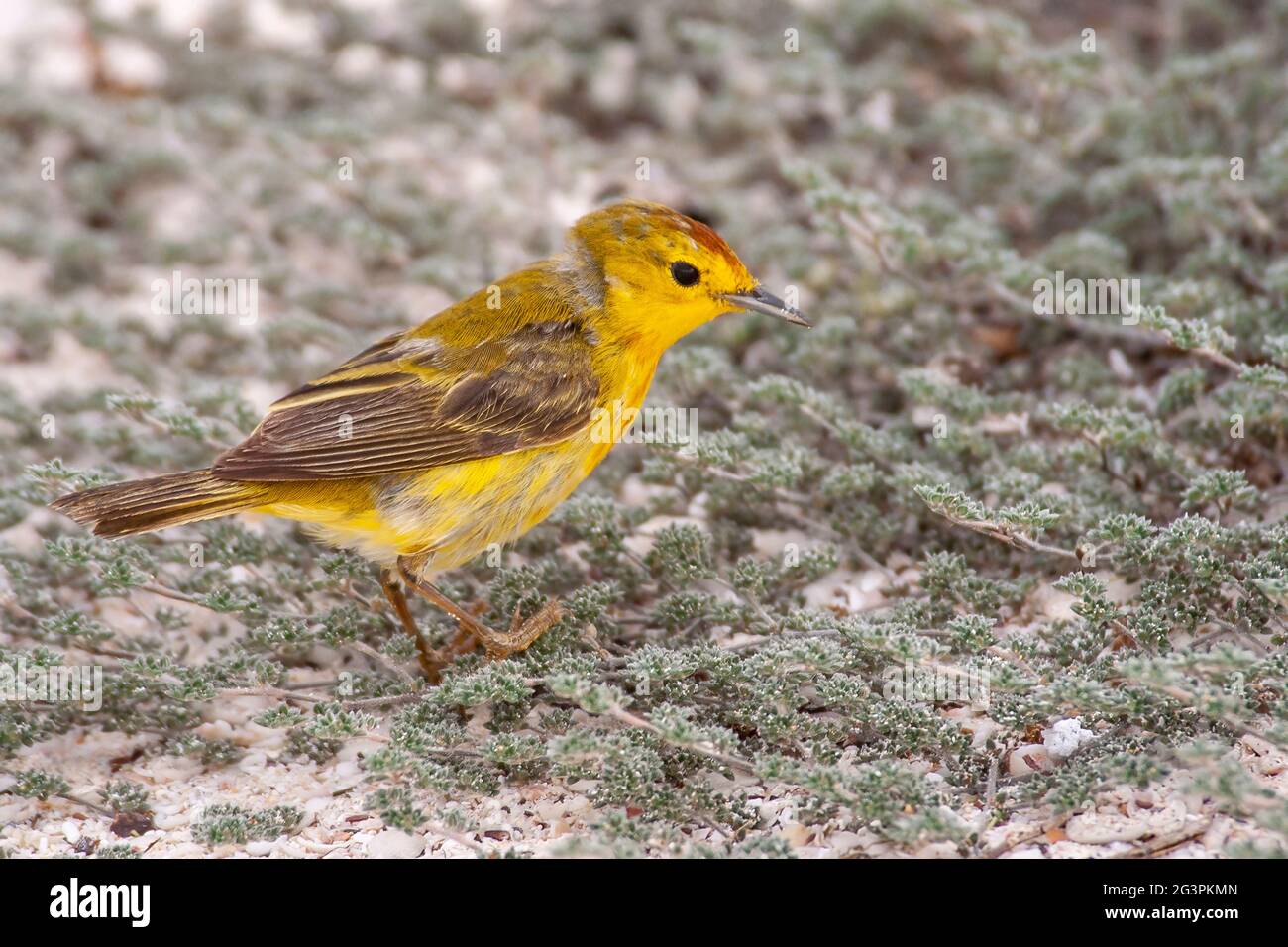 Setophaga petechia flying hi-res stock photography and images - Alamy