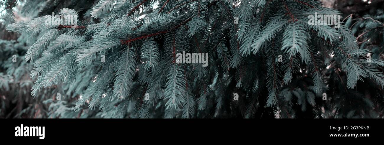 Beautiful abstract spring pine forest background. Nature wallpaper ...