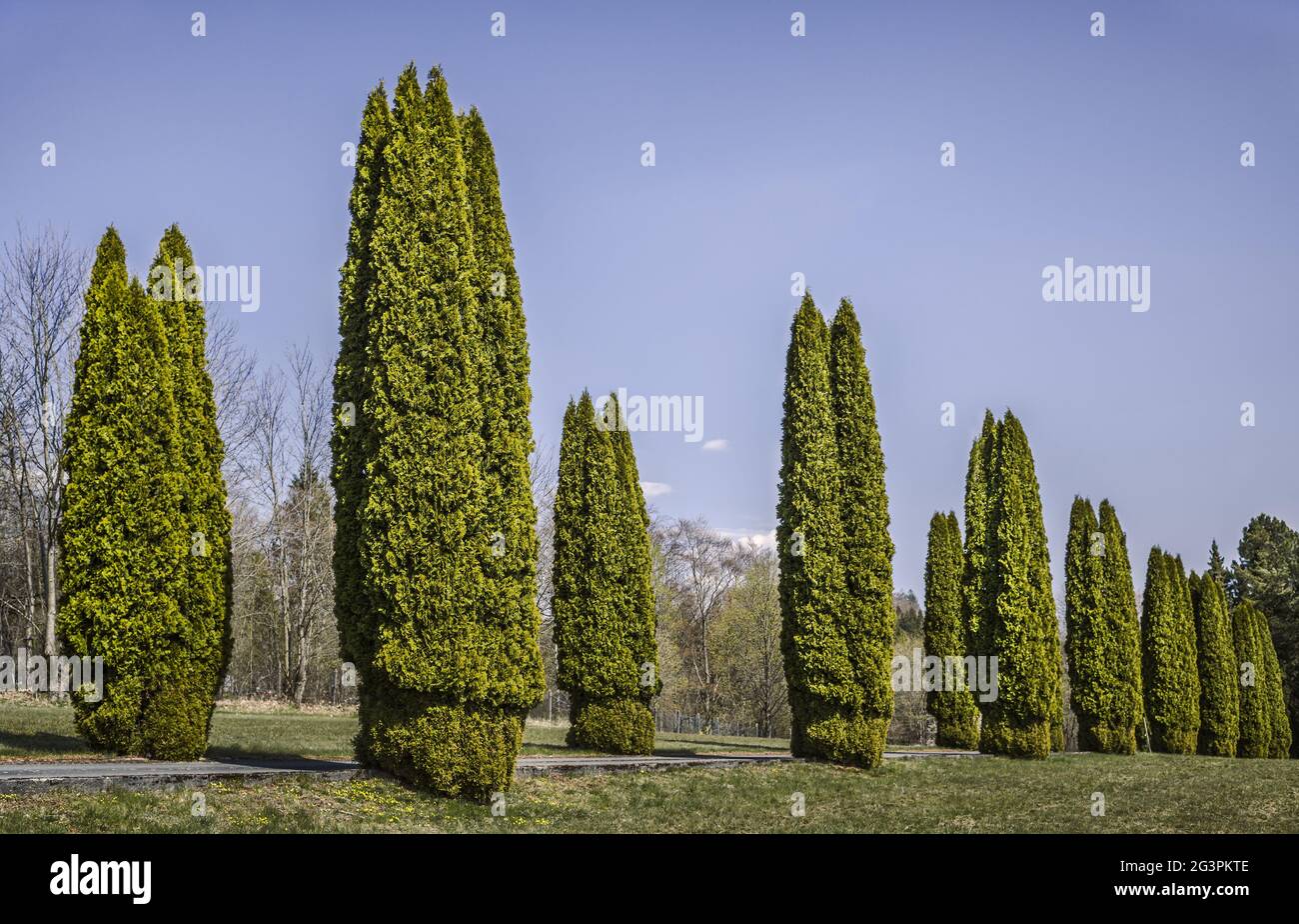 Ornamental conifers hi-res stock photography and images - Alamy
