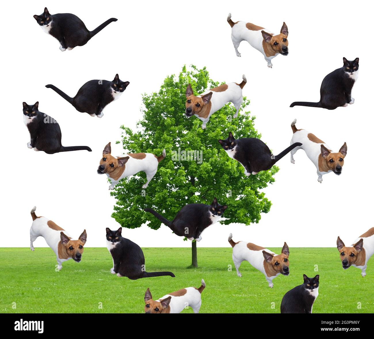 Raining cats and dogs hi-res stock photography and images - Alamy