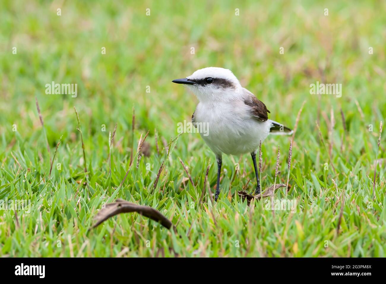masked water tyrant, Fluvicola negeta, single adult standing on short ...