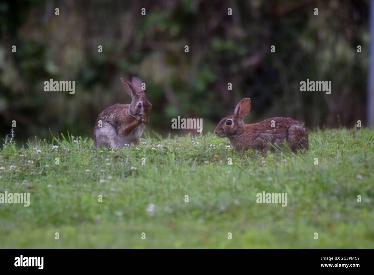 Cottontail Rabbits foraging Stock Photo - Alamy