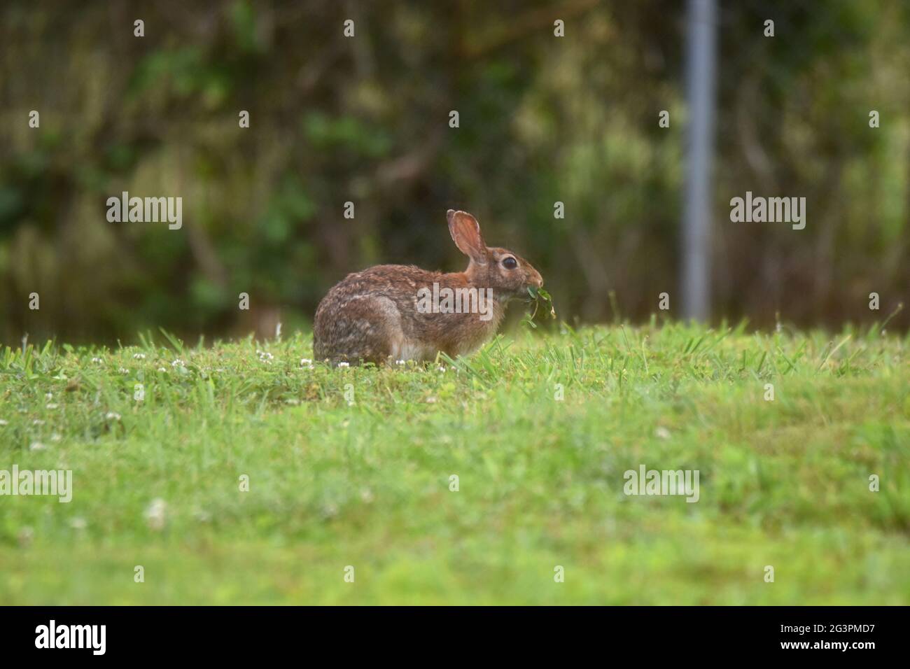 Cottontail Rabbits foraging Stock Photo - Alamy
