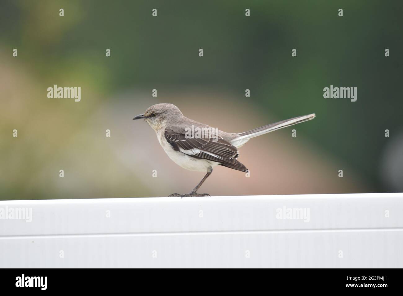 Mockingbird tail hi-res stock photography and images - Alamy