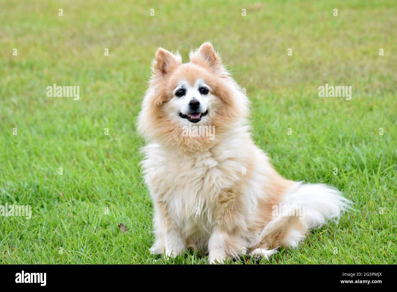 Cute Mockingbird High Resolution Stock Photography and Images - Alamy