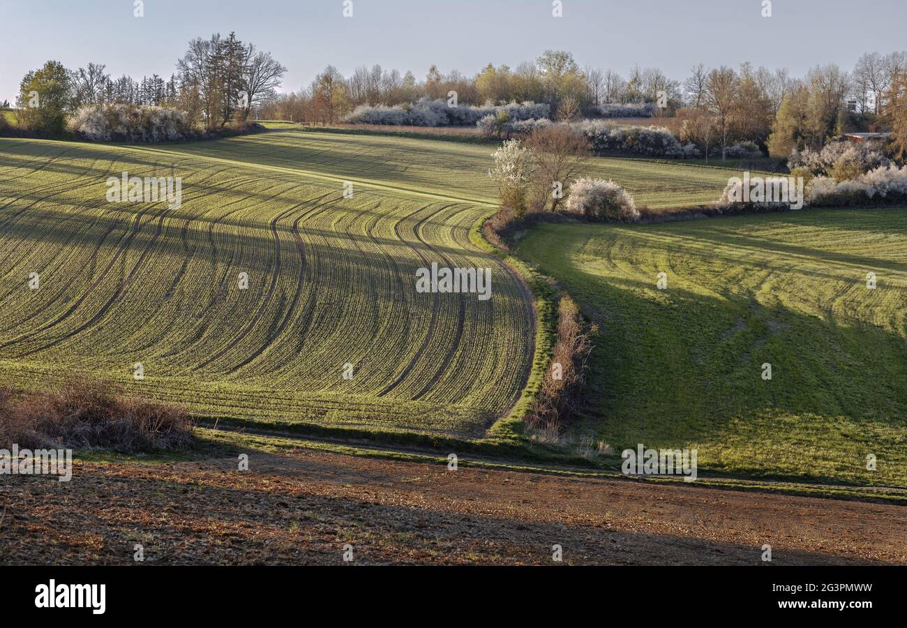 Field boundary hedges hi-res stock photography and images - Alamy