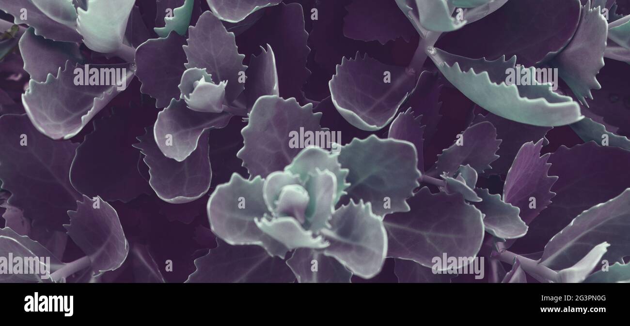 Beautiful natural garden background. Green plant texture. Floral ...