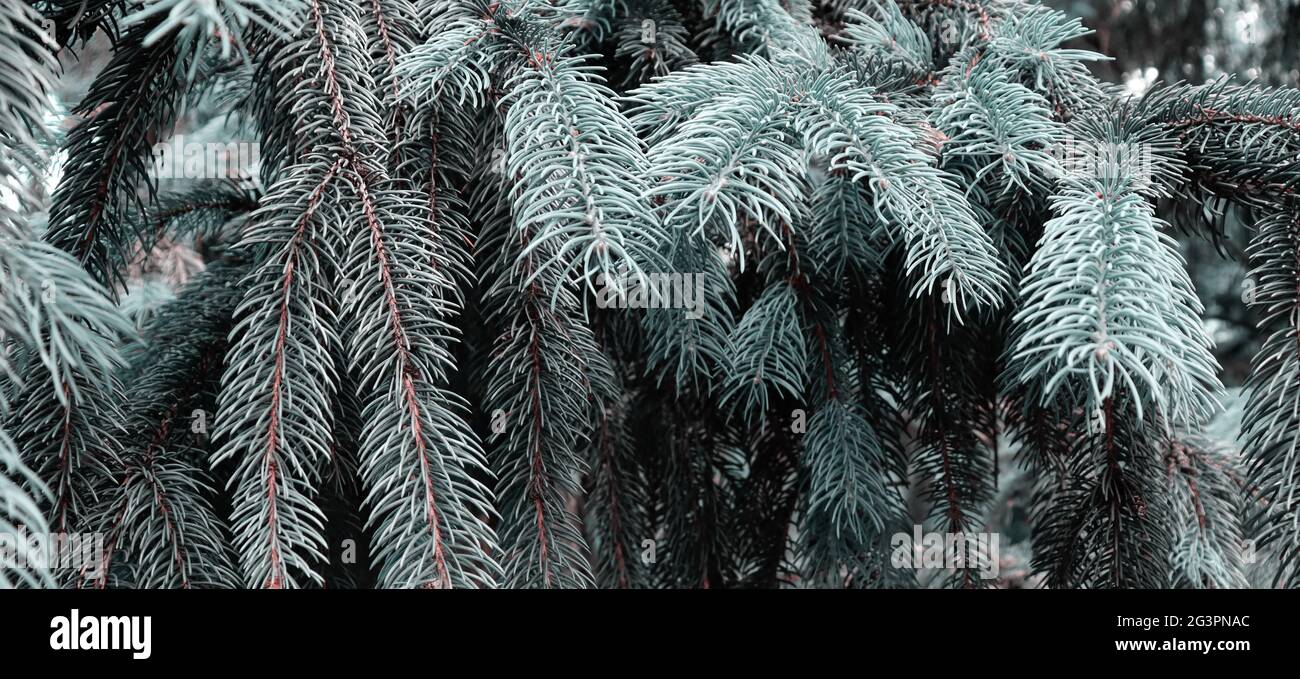 Beautiful green natural texture. Pine forest background. Pine woods ...