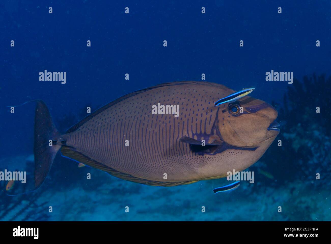 Bignose Unicornfish, Naso vlamingii, in Maldives Stock Photo - Alamy
