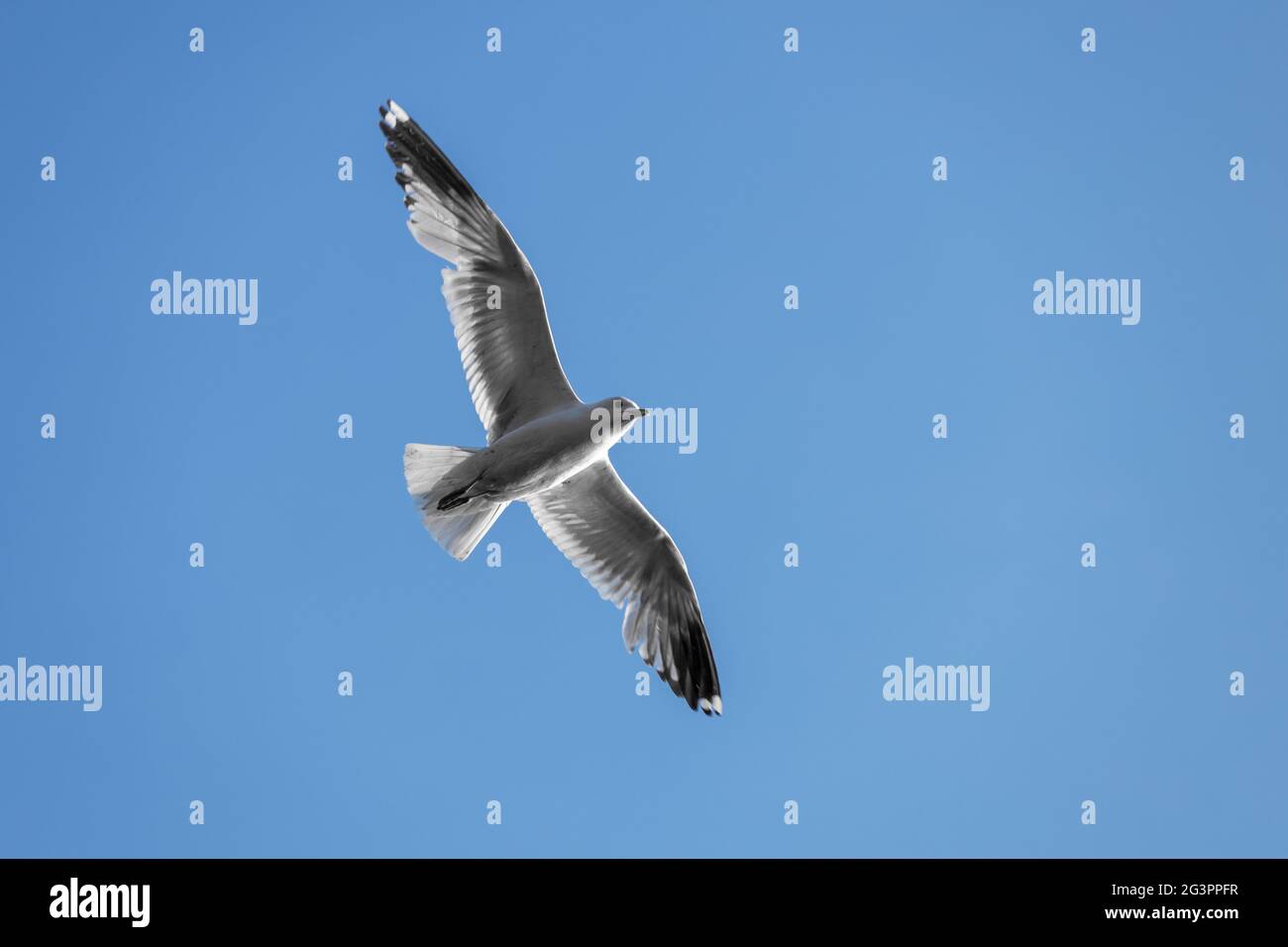 flying seagull in the blue sky. bird with spread wings. bottom view ...