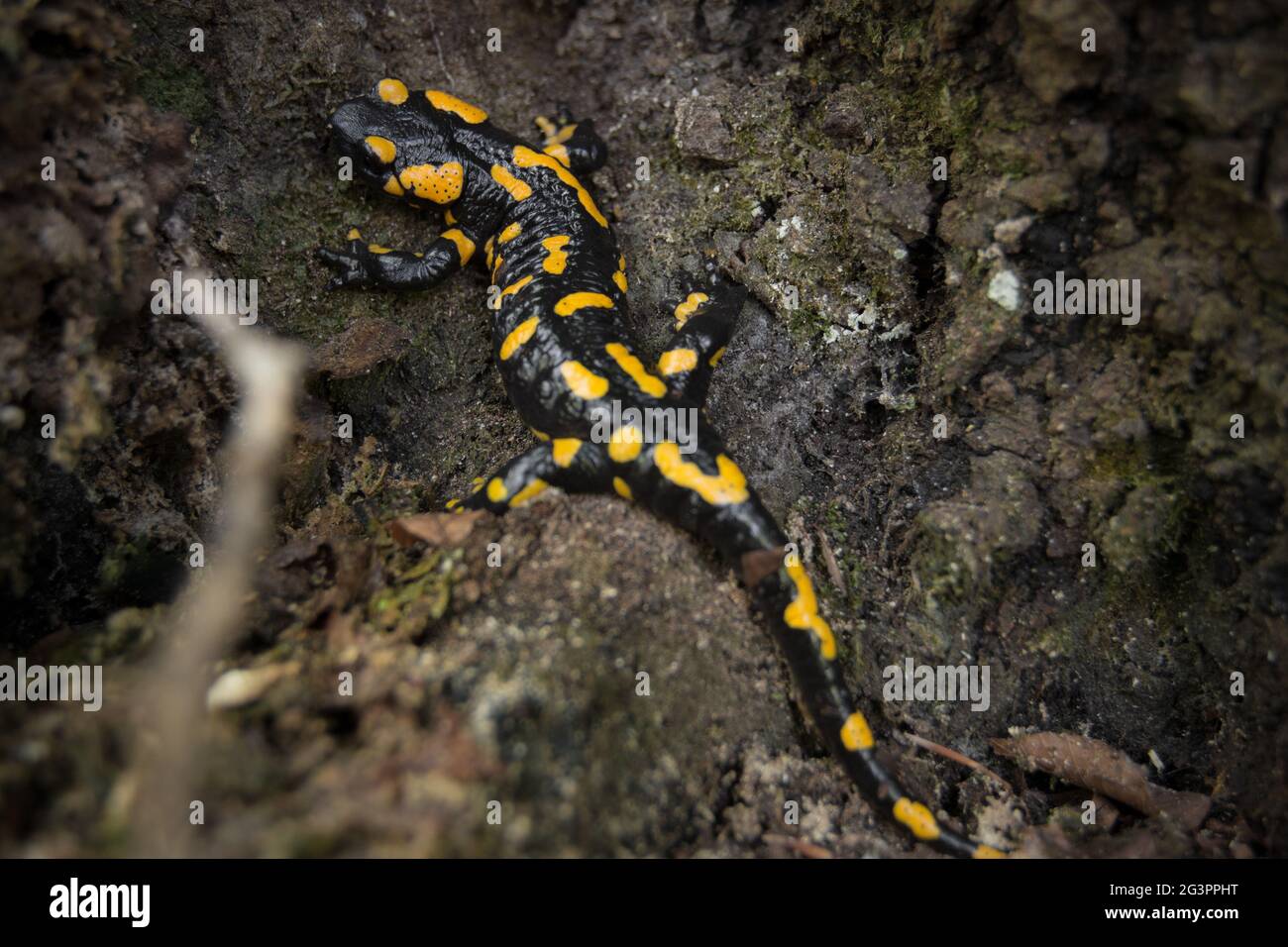 Crawling fire hi-res stock photography and images - Alamy