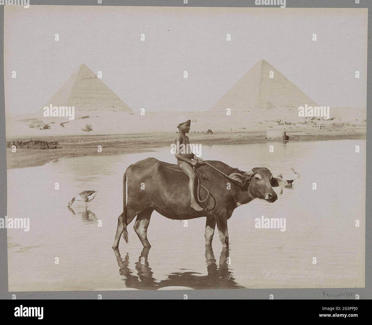 Boy on a buffalo with two pyramids in Egypt in the background; Beufe et ...