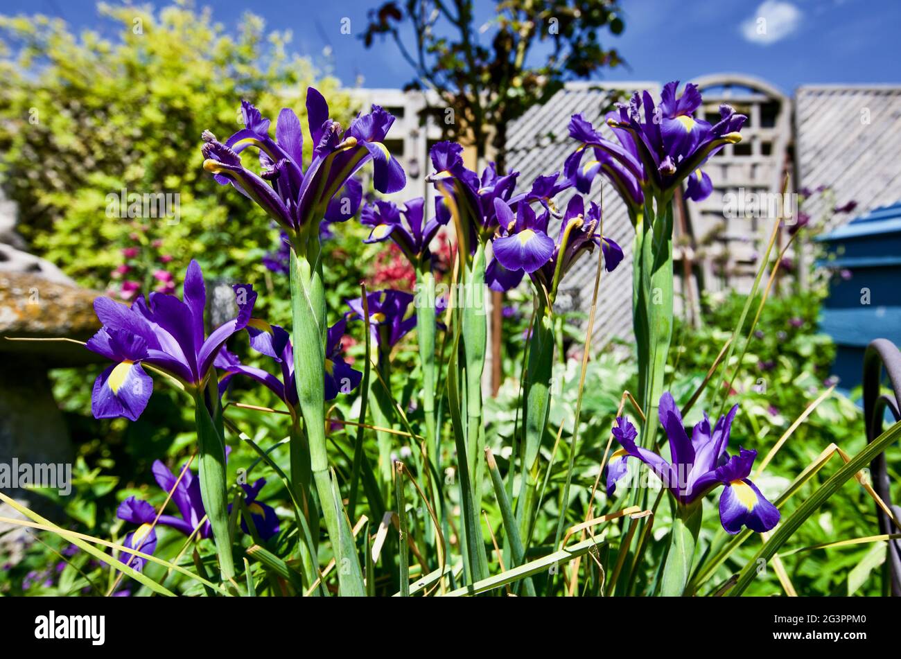 Iris Sapphire Beauty (Dutch Iris Stock Photo - Alamy