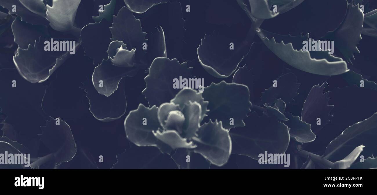 Beautiful natural garden background. Green plant texture. Floral ...