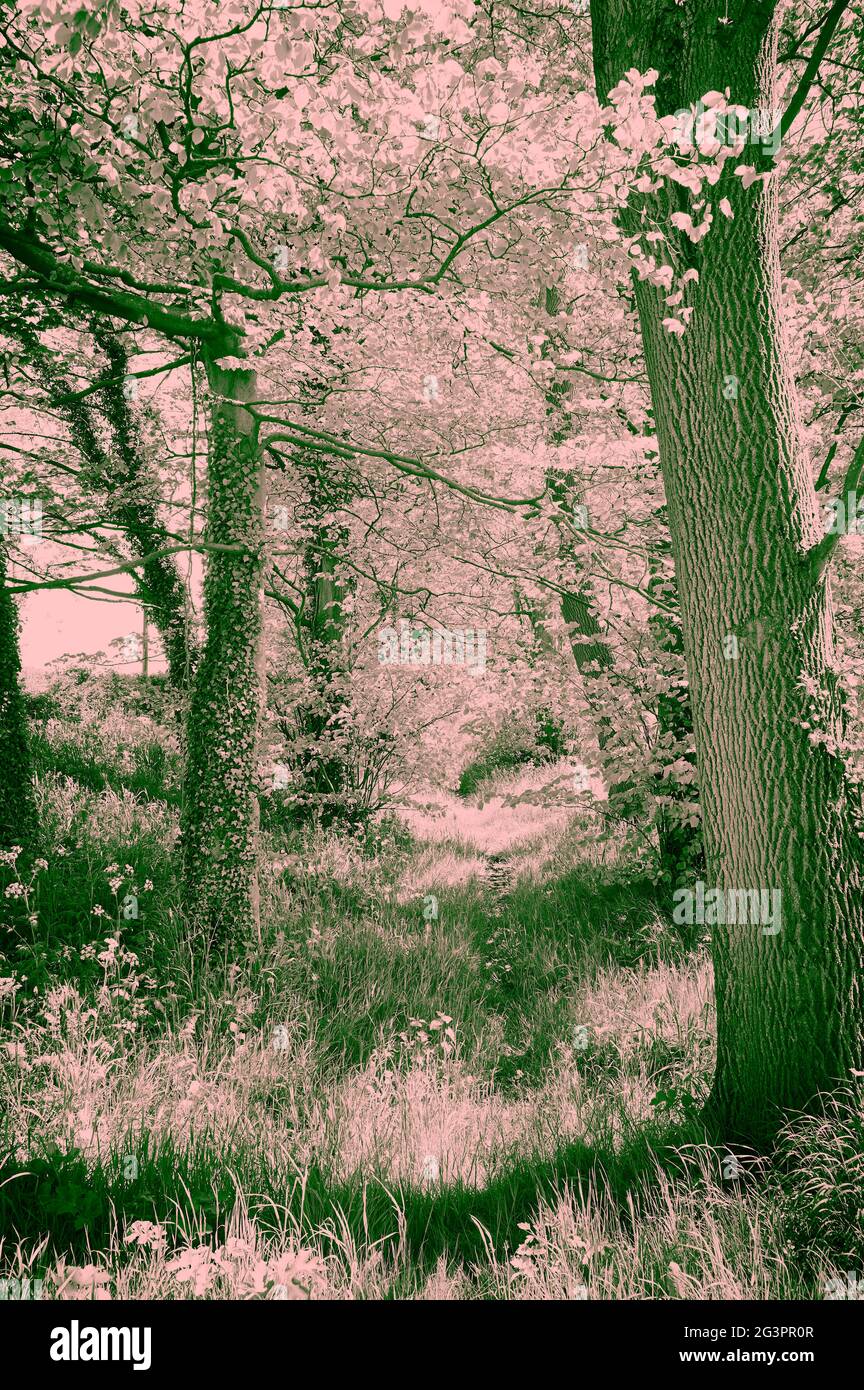 Magical woodland scene hi-res stock photography and images - Alamy