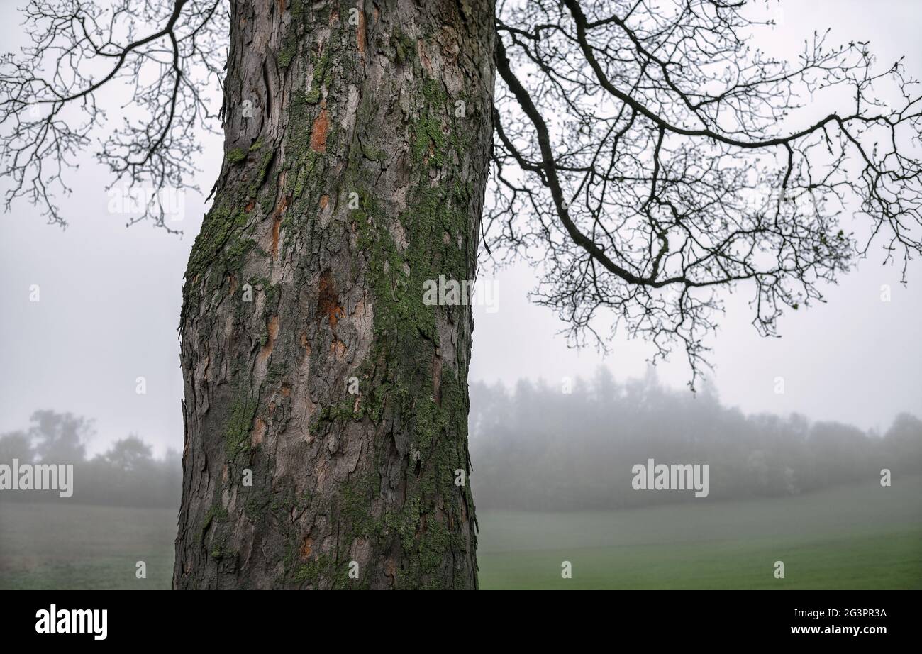 Study of tree trunk hi-res stock photography and images - Alamy