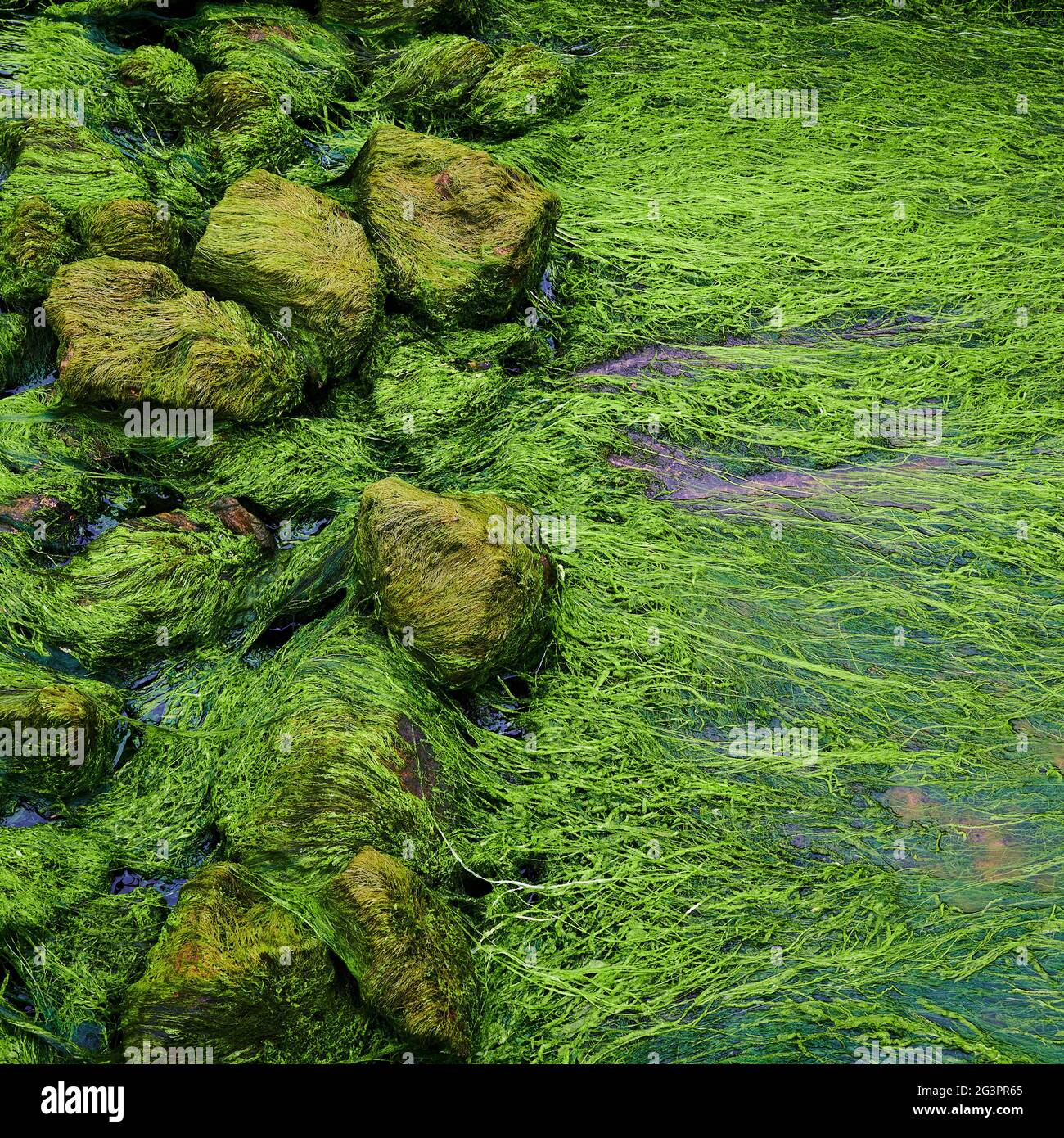 River clogged by vegetation Stock Photo - Alamy