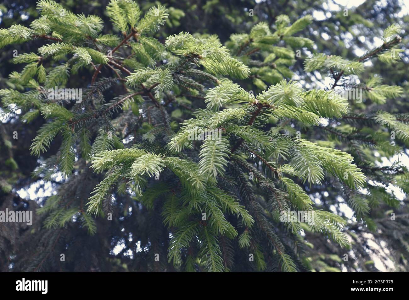 Beautiful pine forest texture. natural forest background Stock Photo ...