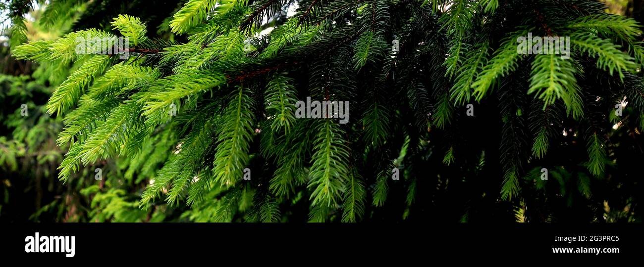 Beautiful abstract spring pine forest background. Natural banner ...