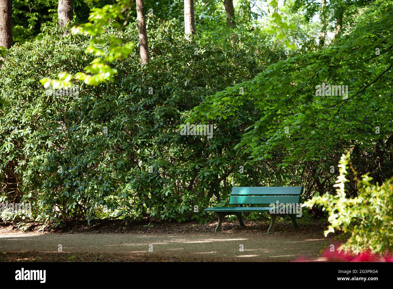 Lush greenery hi-res stock photography and images - Alamy
