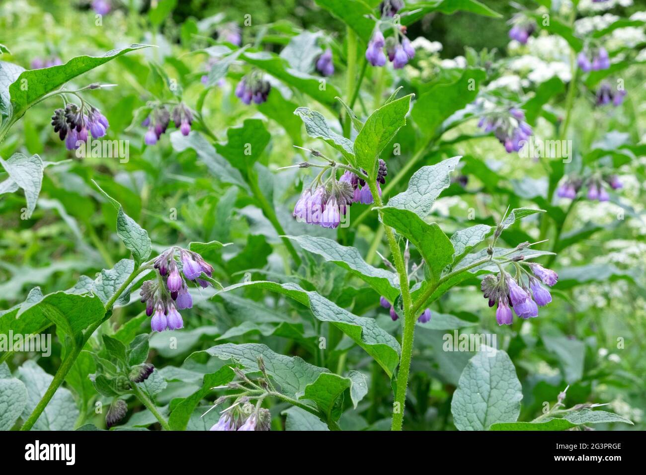 Purple comfrey in flower along the banks of the River Lea Lee in the ...