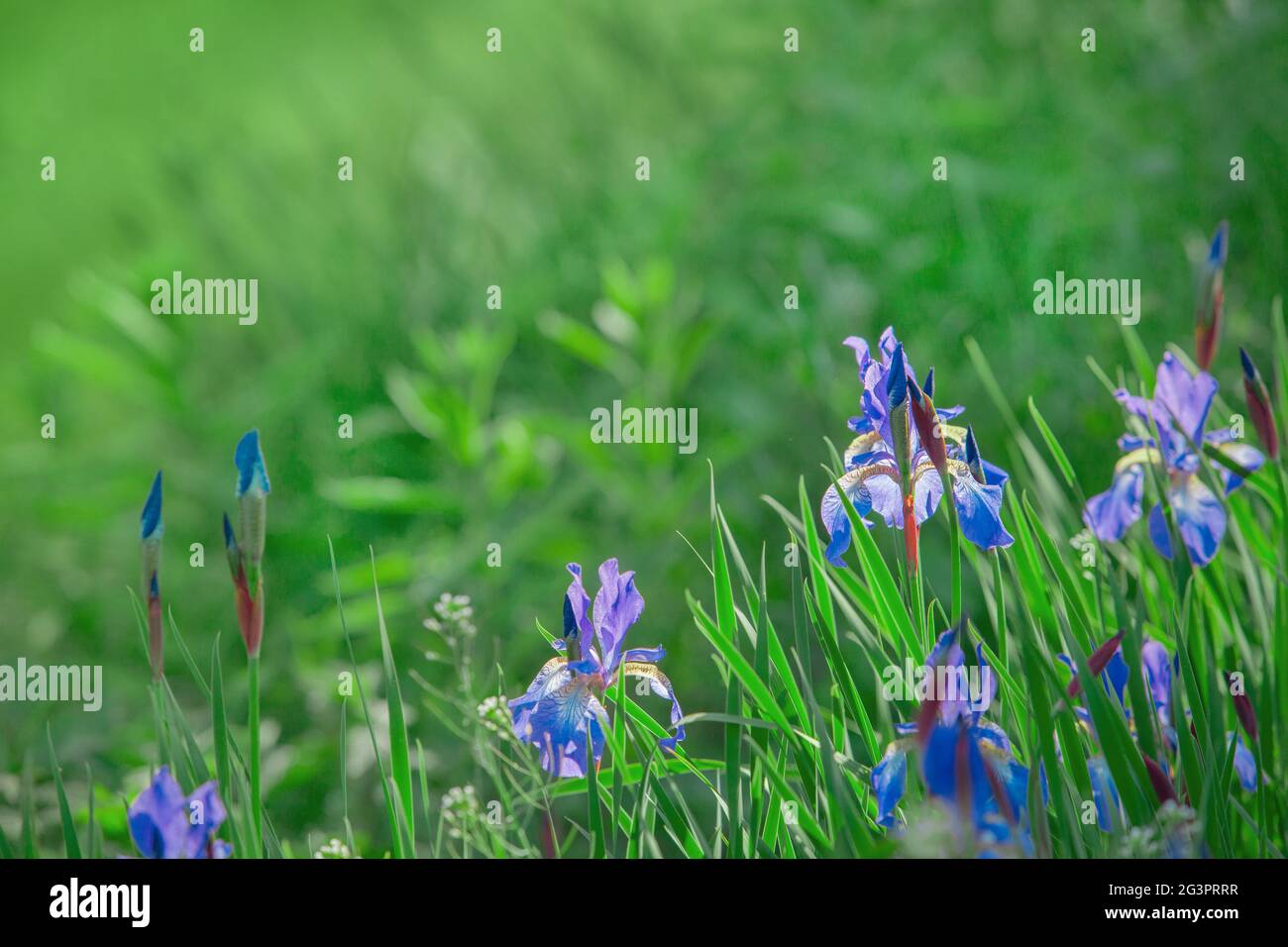 Abstract background of green grass and blue flowers lit by the sun ...