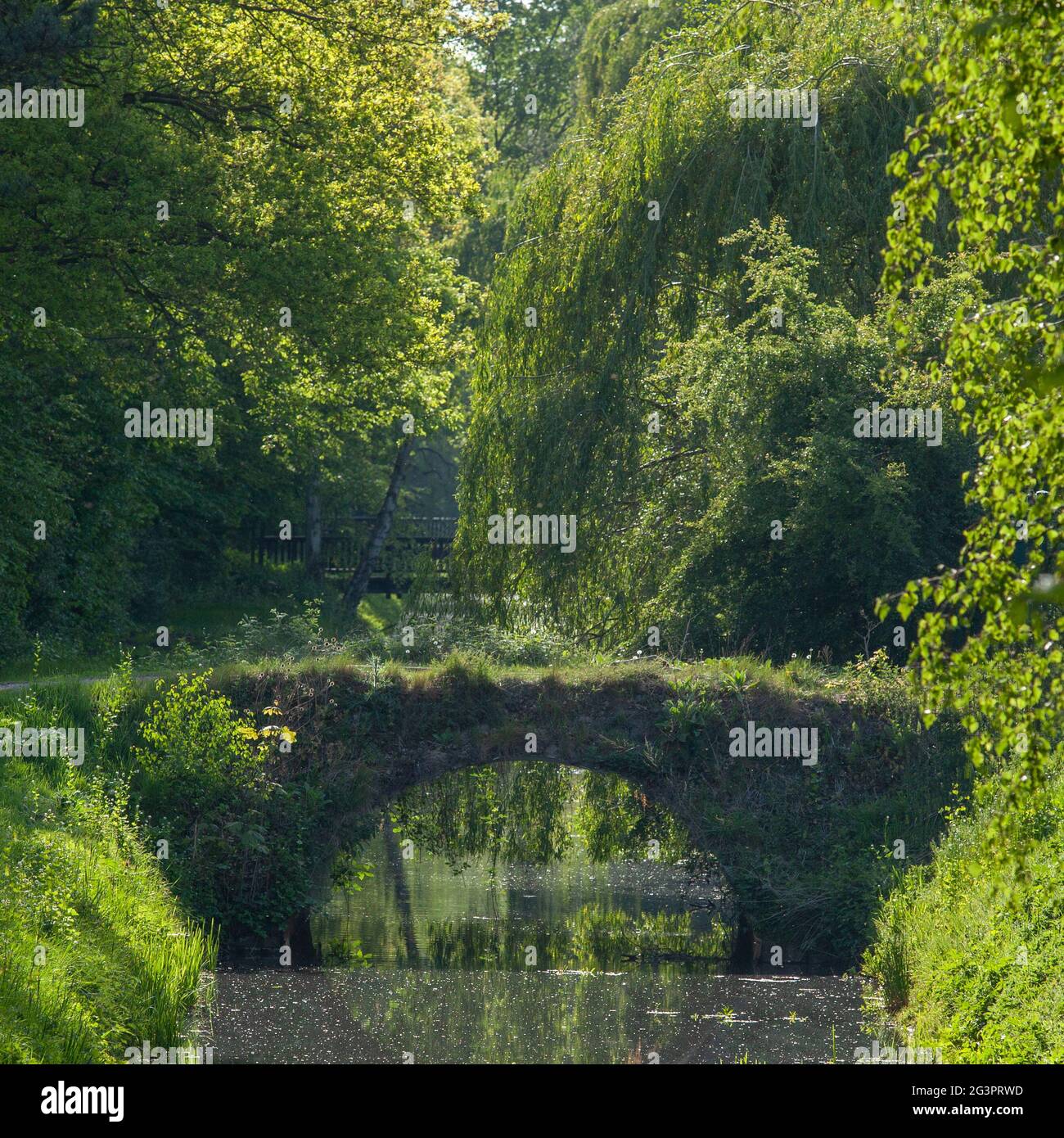Spring landscape with pond and Rhododendron flowers Stock Photo - Alamy