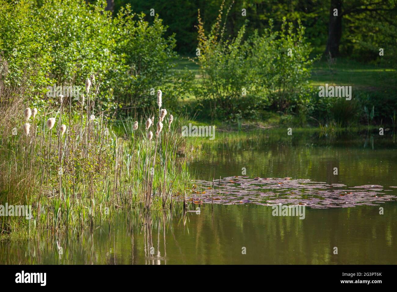 Green grass in pond hi-res stock photography and images - Alamy