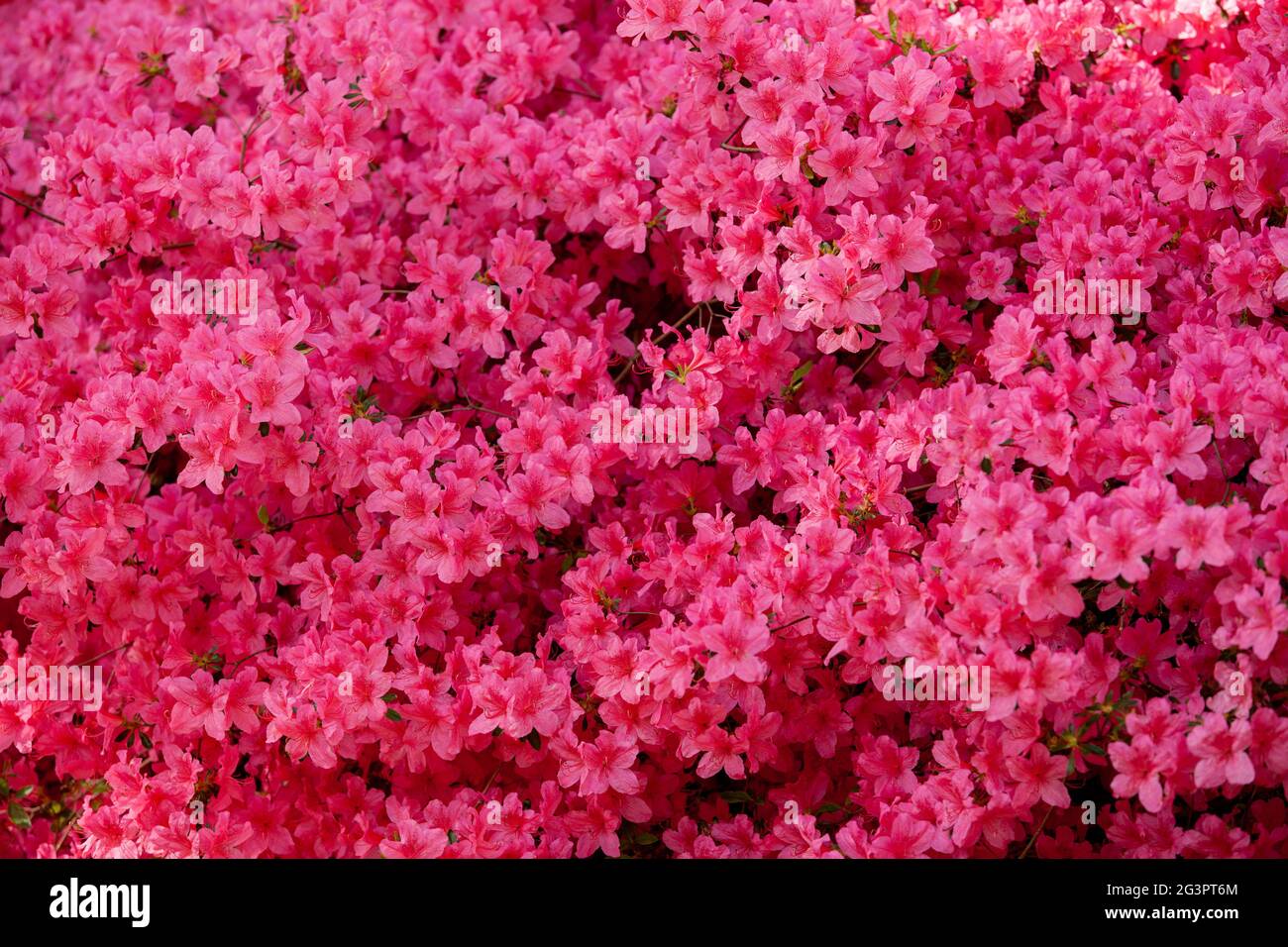 Rhododendron flowers close in the sunlight. Background of flowers Stock ...