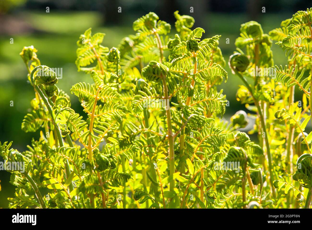Fern shoots hi-res stock photography and images - Alamy