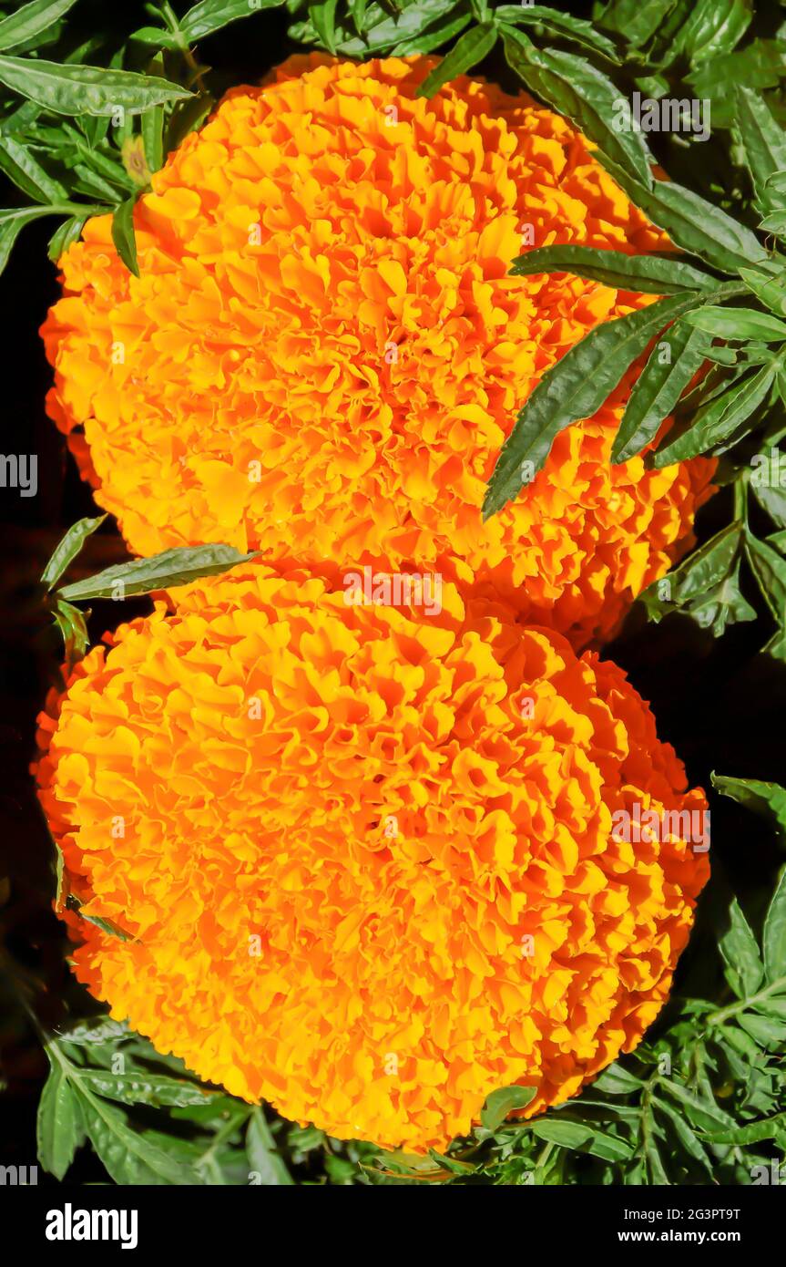 Marigold flowers hi-res stock photography and images - Alamy