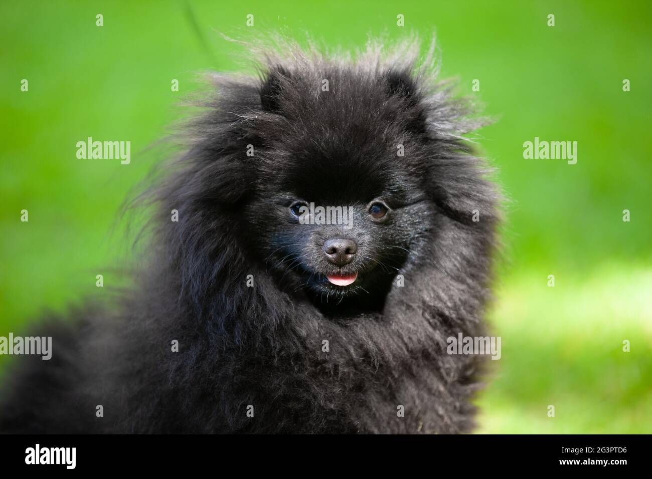 Black pomeranian spitz on a background of green grass Stock Photo - Alamy