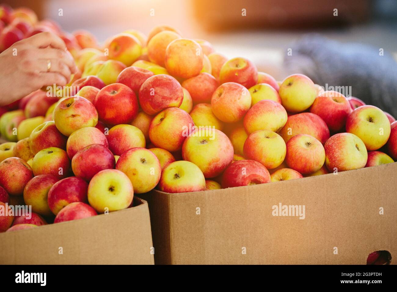 Farmers picking apples hi-res stock photography and images - Alamy