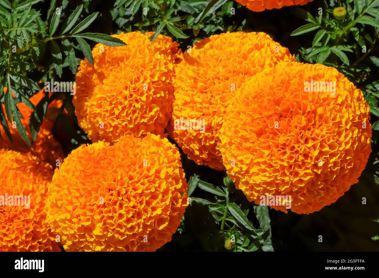 Close-Up - Marigold Flowers Stock Photo - Alamy