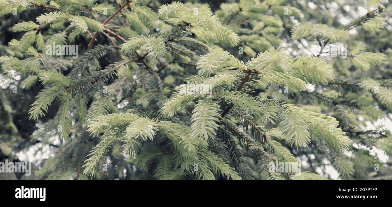 Beautiful pine forest texture. Natural forest background. Nature ...