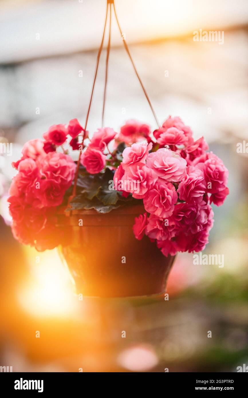Farmers market flowers pink purple hi-res stock photography and images ...