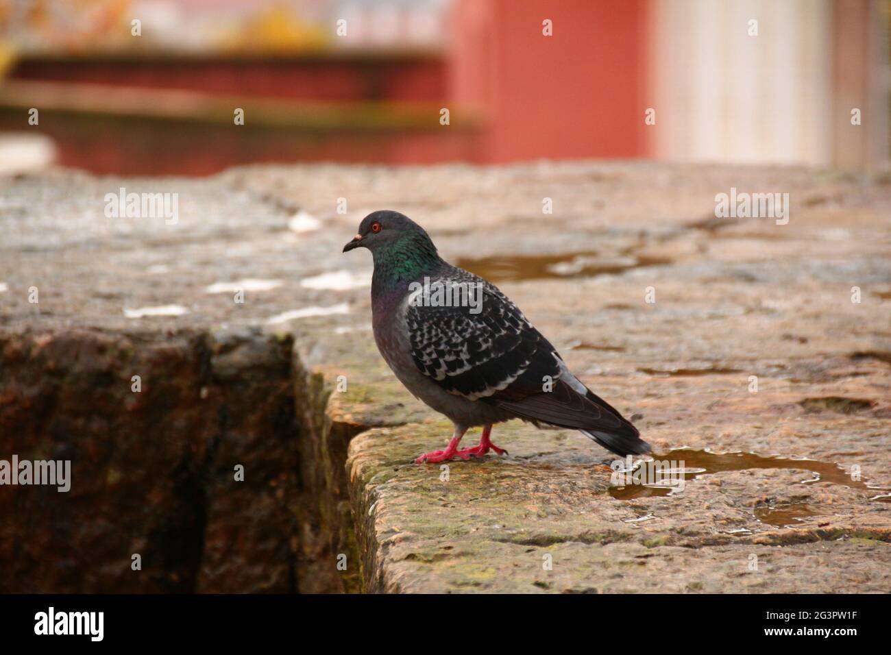 Pigeon car hi-res stock photography and images - Alamy