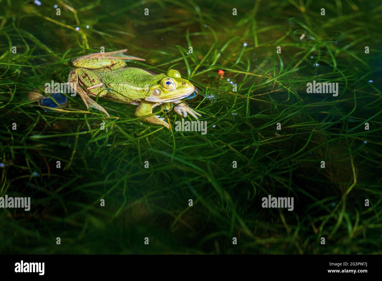 Calling pond frog in the water Stock Photo - Alamy
