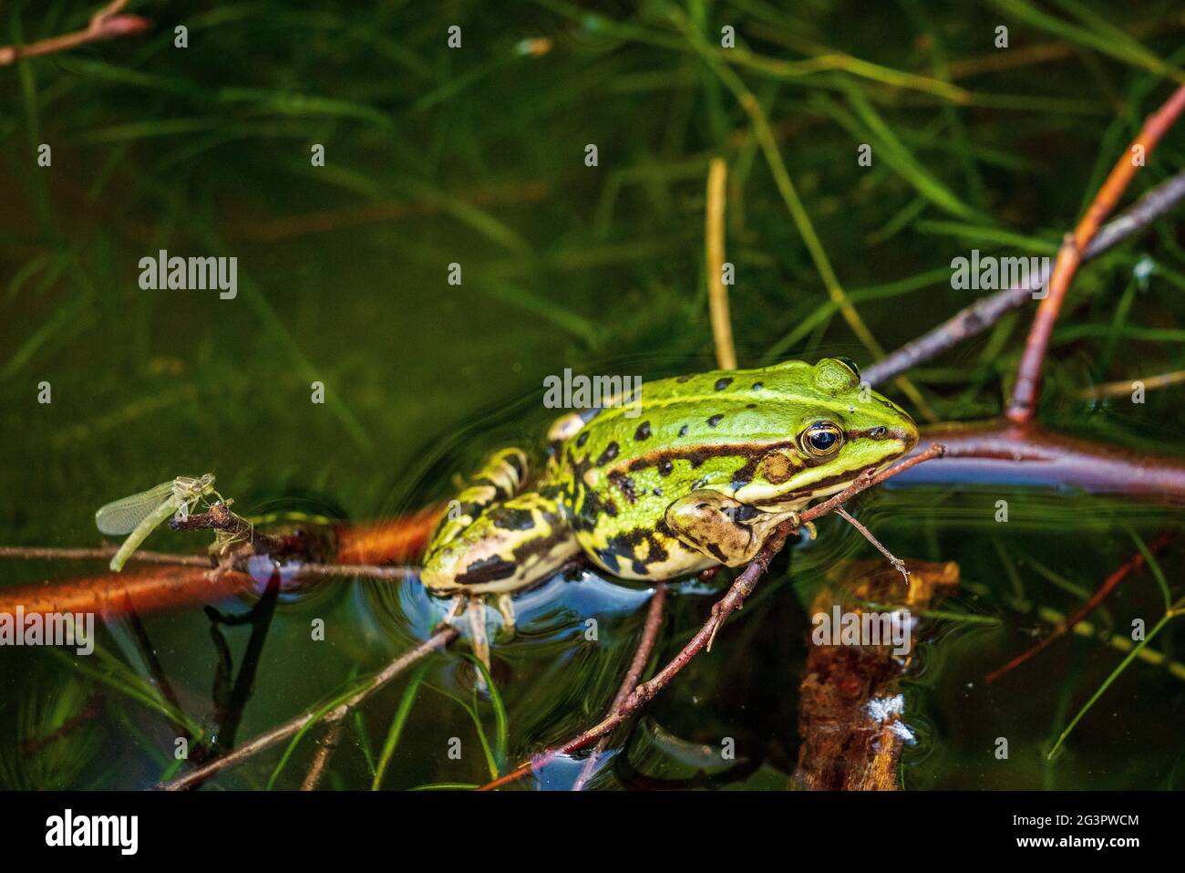Calling pond frog in the water Stock Photo - Alamy
