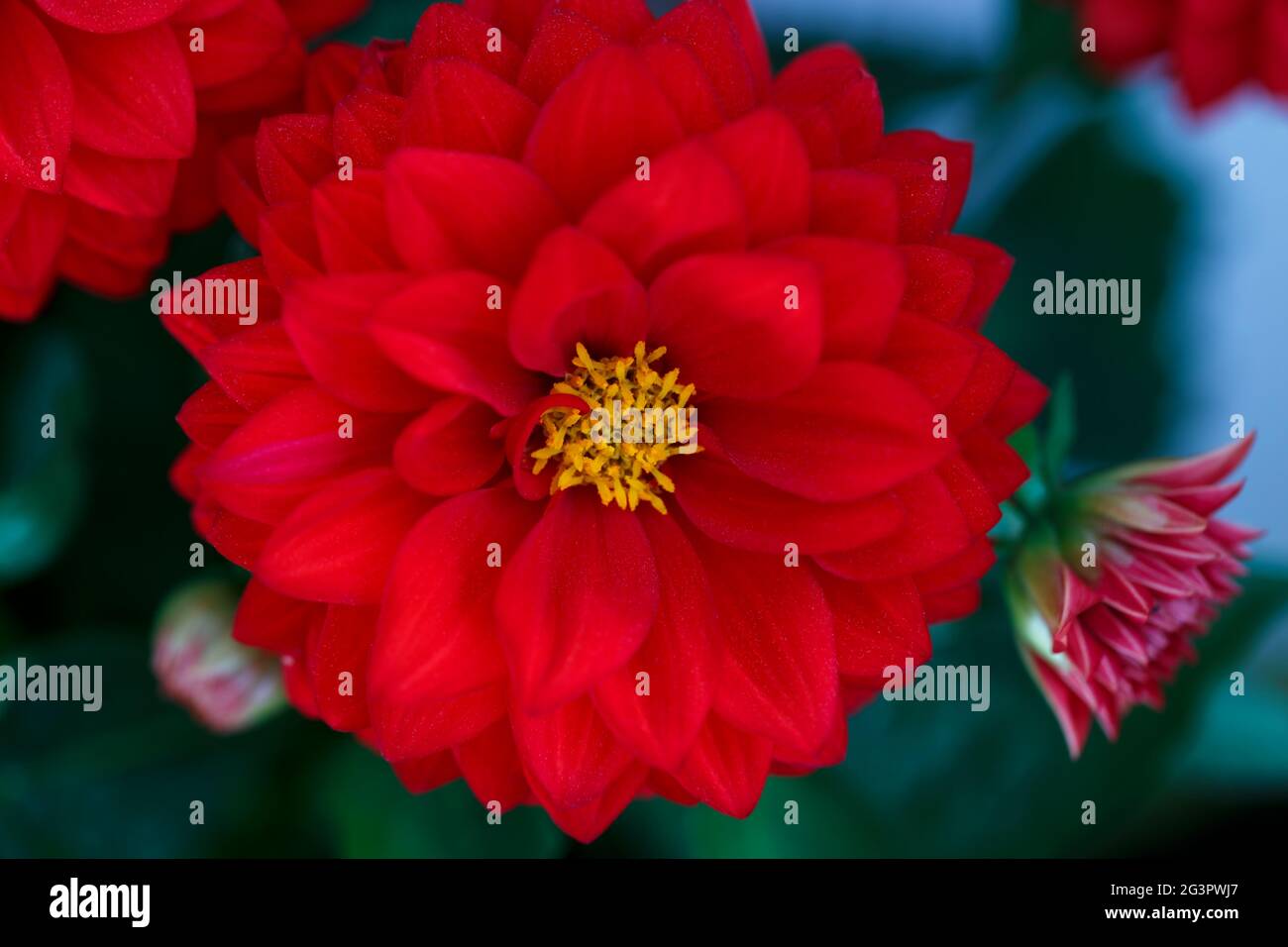 Red dahlia flowers Stock Photo - Alamy