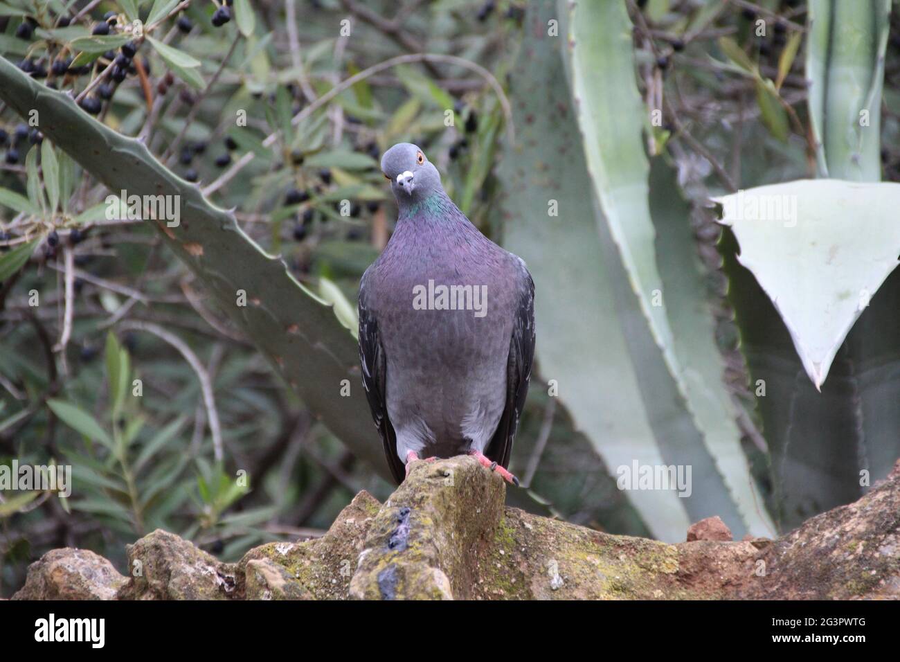 Roman pigeon hi-res stock photography and images - Alamy