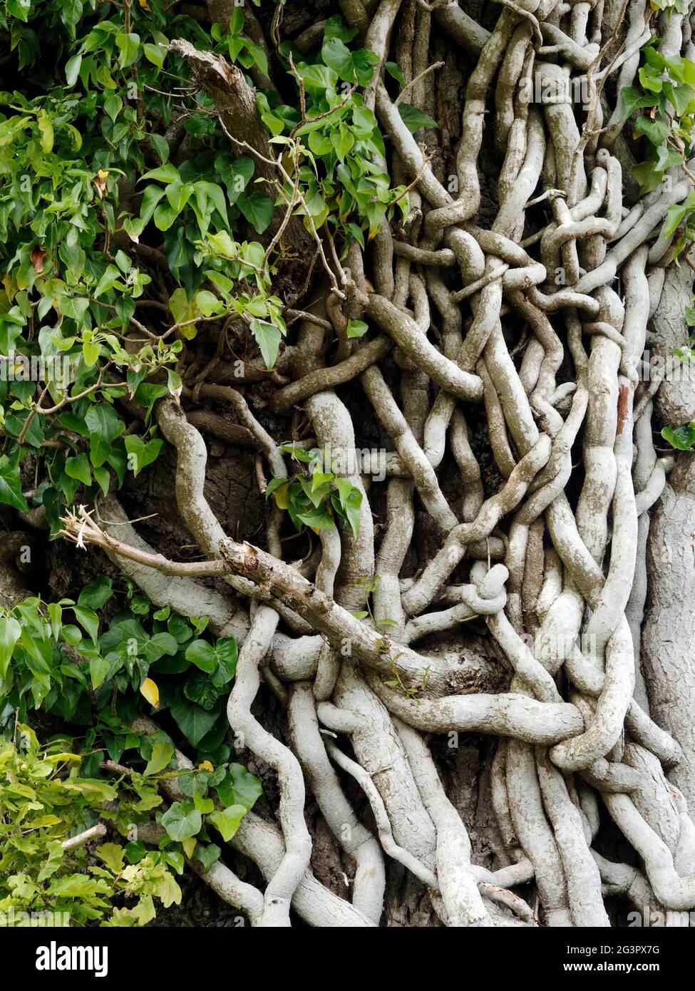 The knotted stems of ivy apparenltly slowly strangling the host tree ...