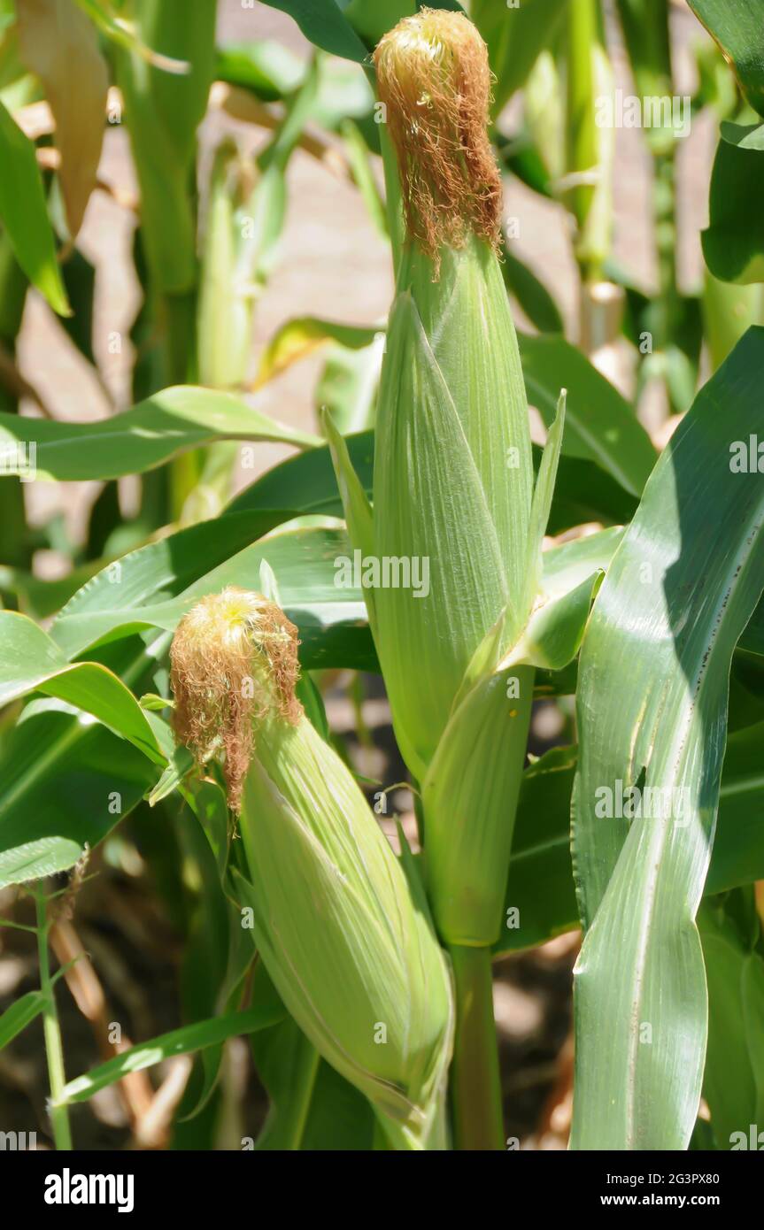 Sweet corn growing stalk hi-res stock photography and images - Alamy