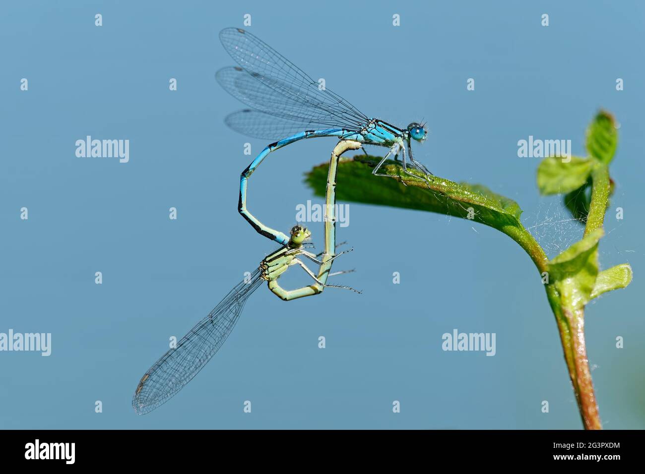 Horseshoe damselflies mating Stock Photo - Alamy